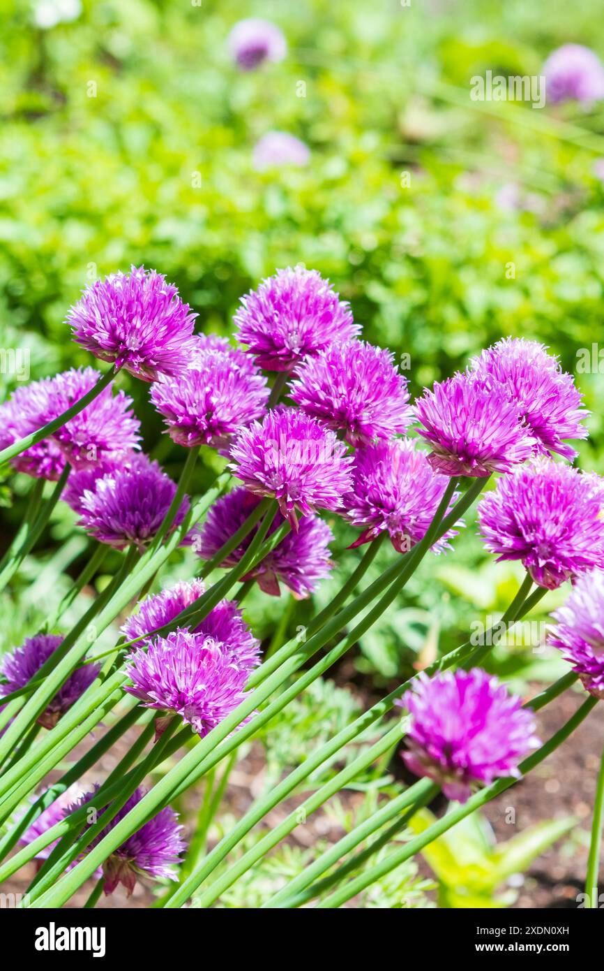 Bright purple inflorescenes of chive plant (Allium schoenoprasum) in a ...