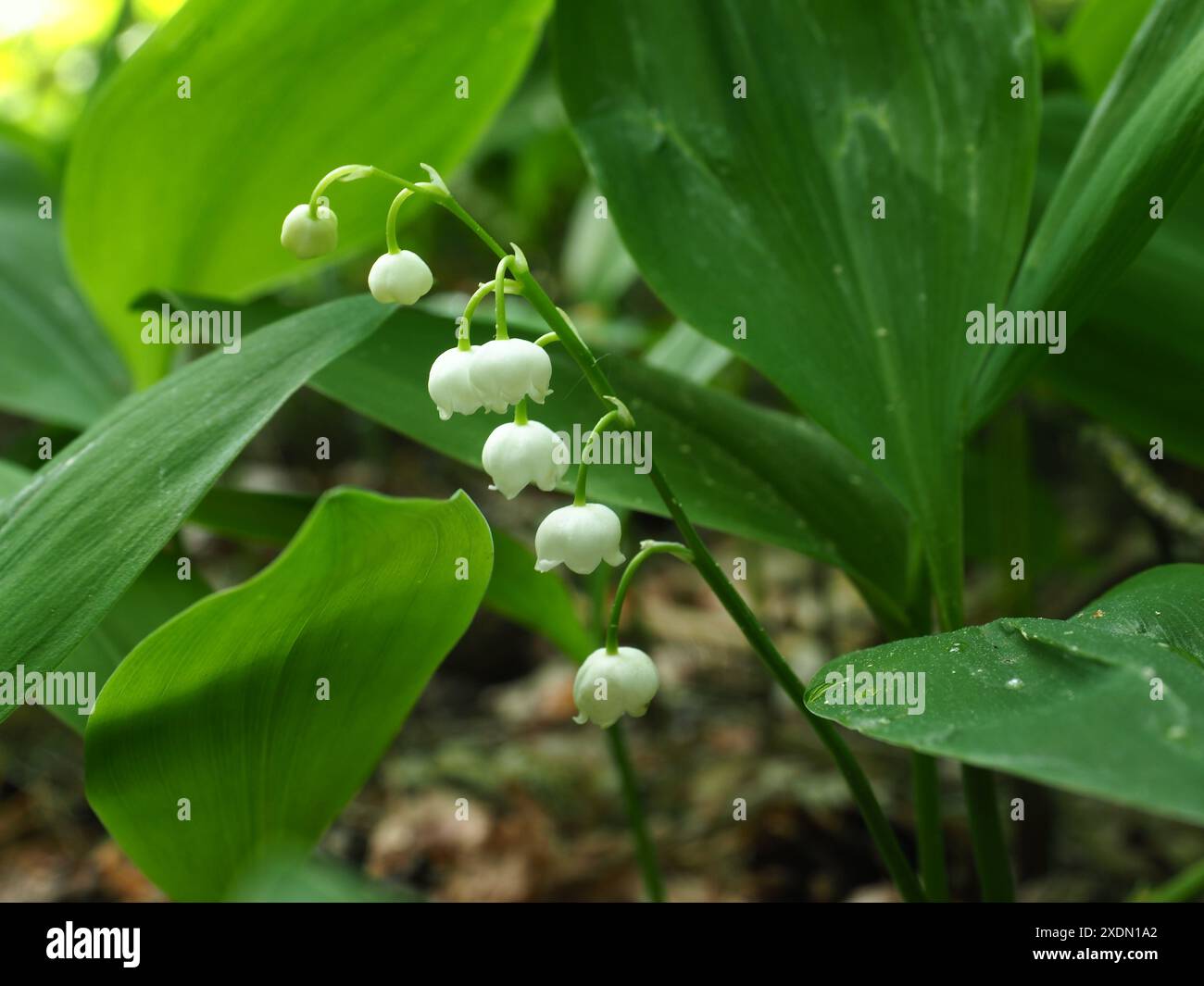 Beautiful bright garden lily valley hi-res stock photography and images ...