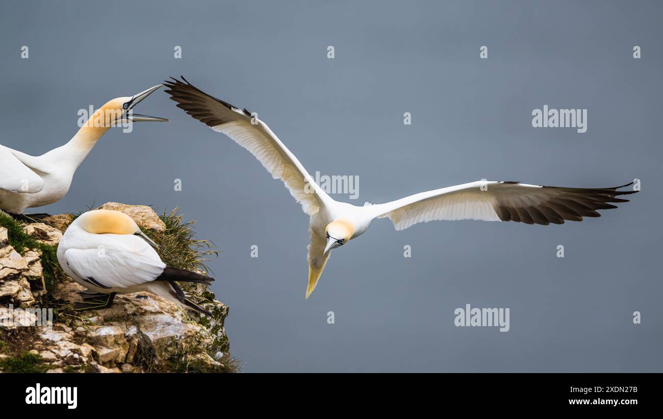 Northern Gannet, Morus bassanus, birds in flight over cliffs, Bempton ...
