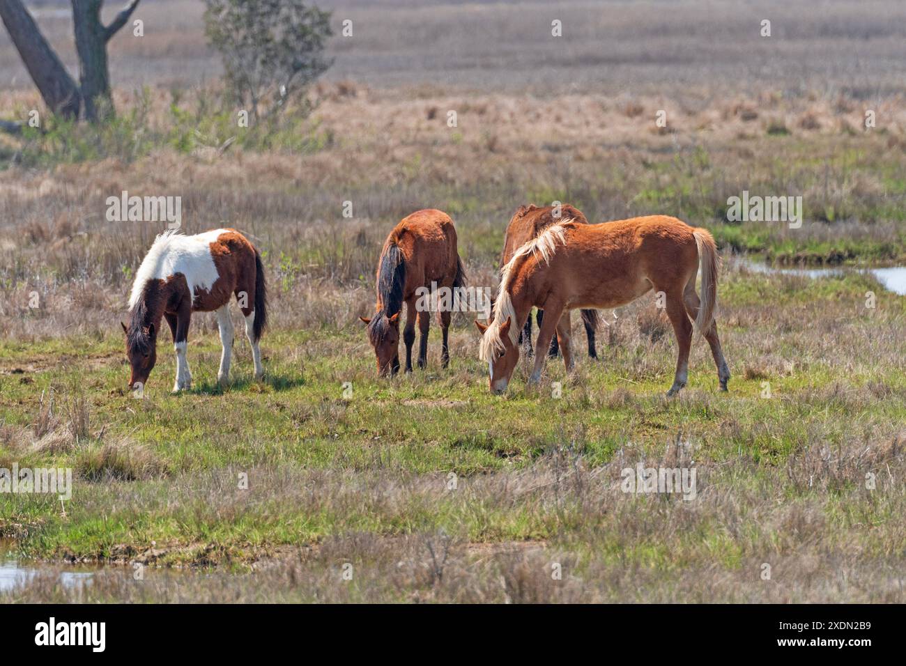 Colorful Wild Ponies Grazing in a Wetland in Chincoteague National ...