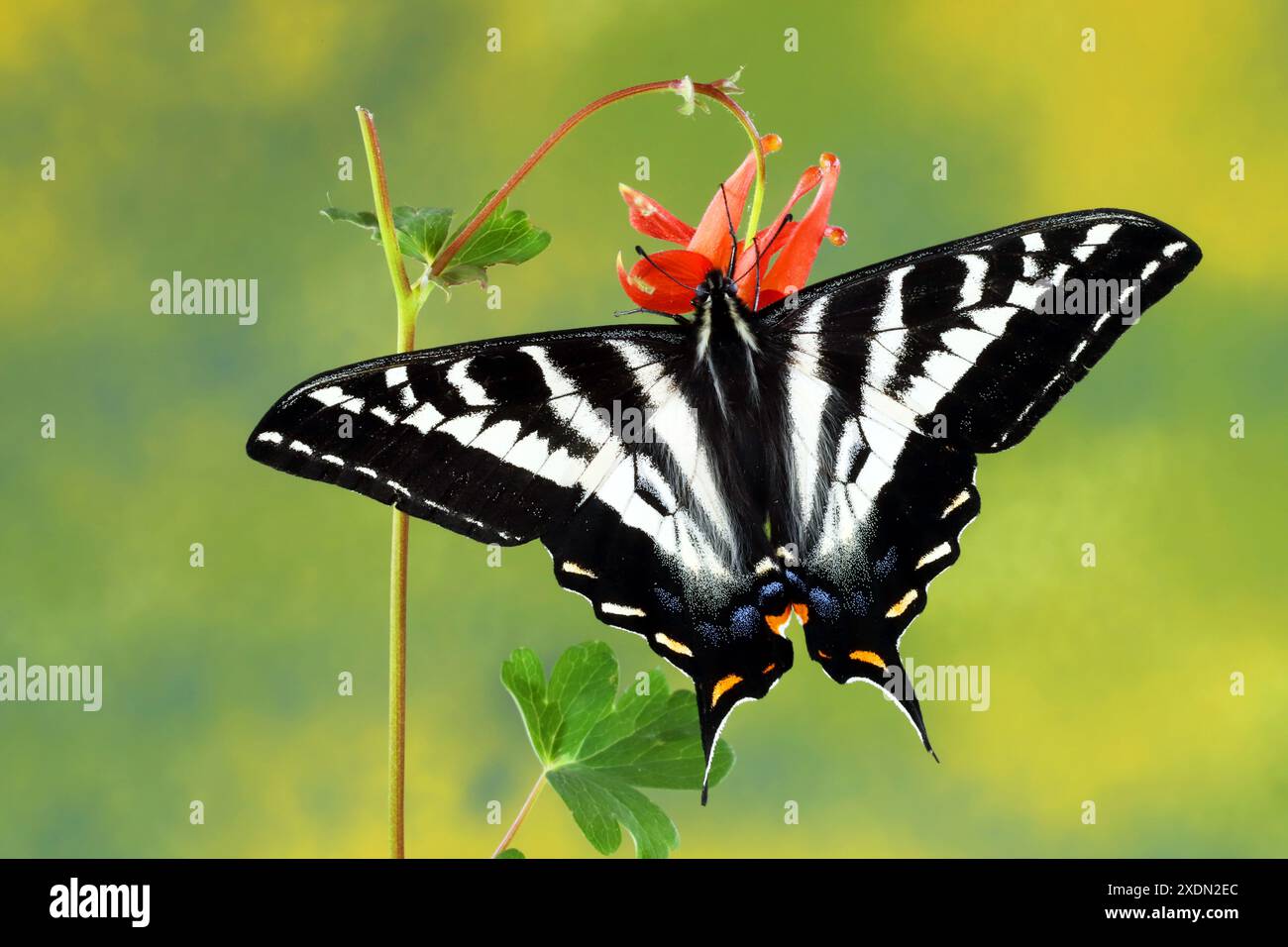 Detail of a pale swallowtail butterfly, also known as a palid ...