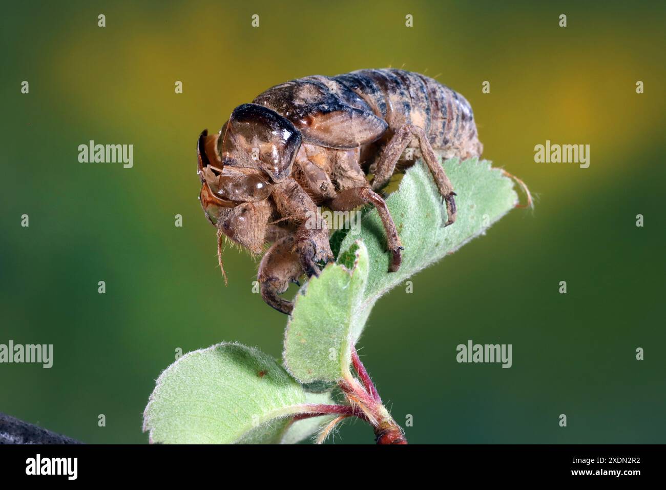 The husk, or shell, of a cicada which shed this old skin as it morphed ...