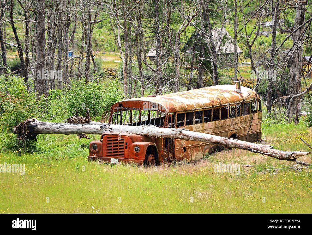 An old schoolbus destroyed by a massive forest fire in the Santiam ...