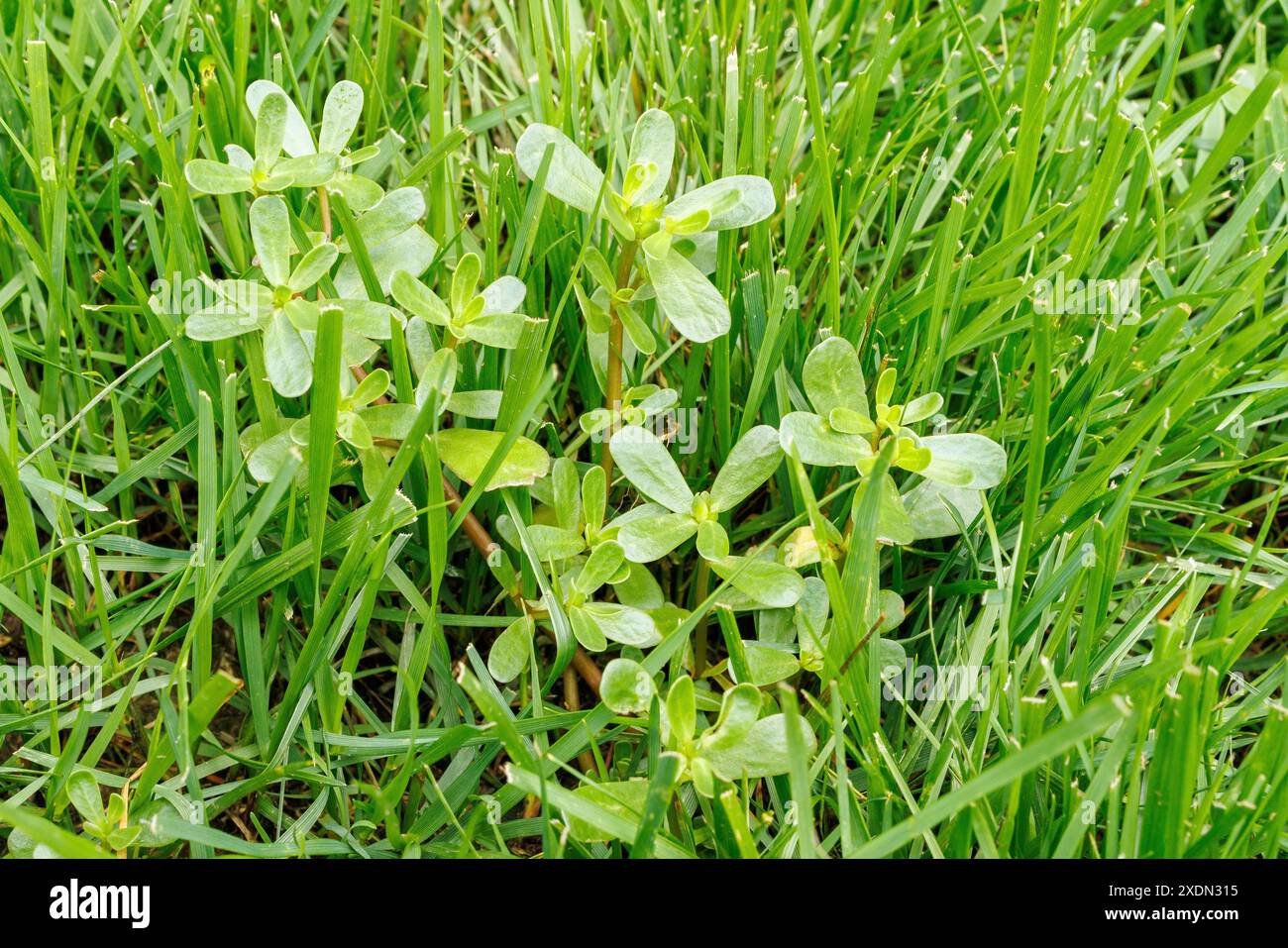 Prostrate spurge leaves hi-res stock photography and images - Alamy