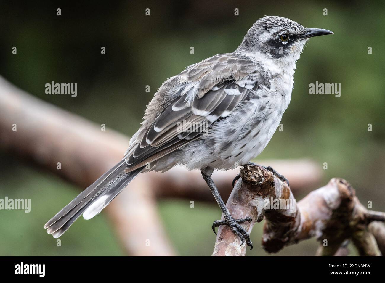 A Galapagos Mockingbird, Mimus Parvulus, in the Galápagos Islands ...