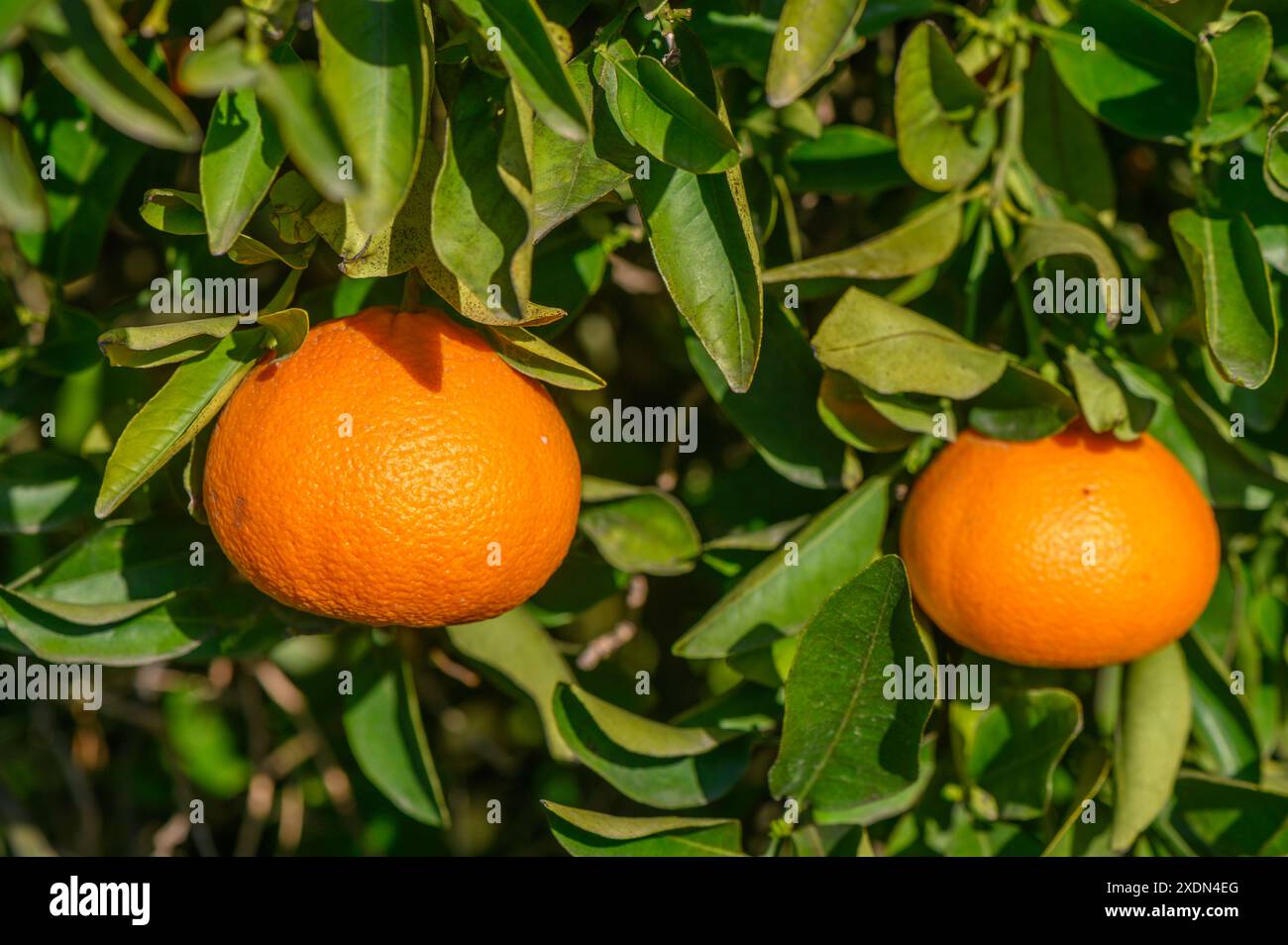 Tangerine tree. Ripe mandarin hanging on branches. 1 Stock Photo - Alamy