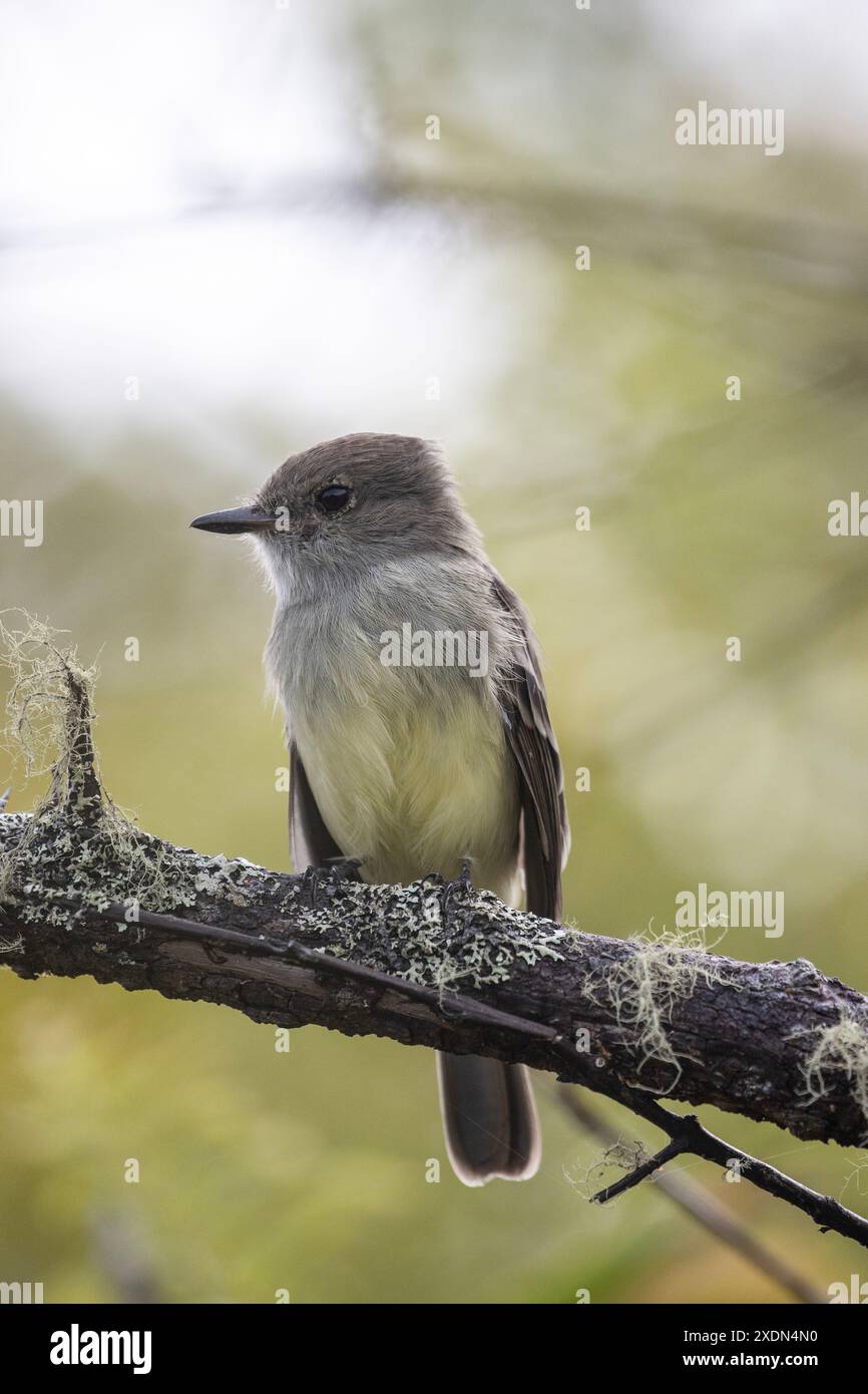 A Galapagos Flycatcher, or Large Billed Flycatcher, Myiarchus ...
