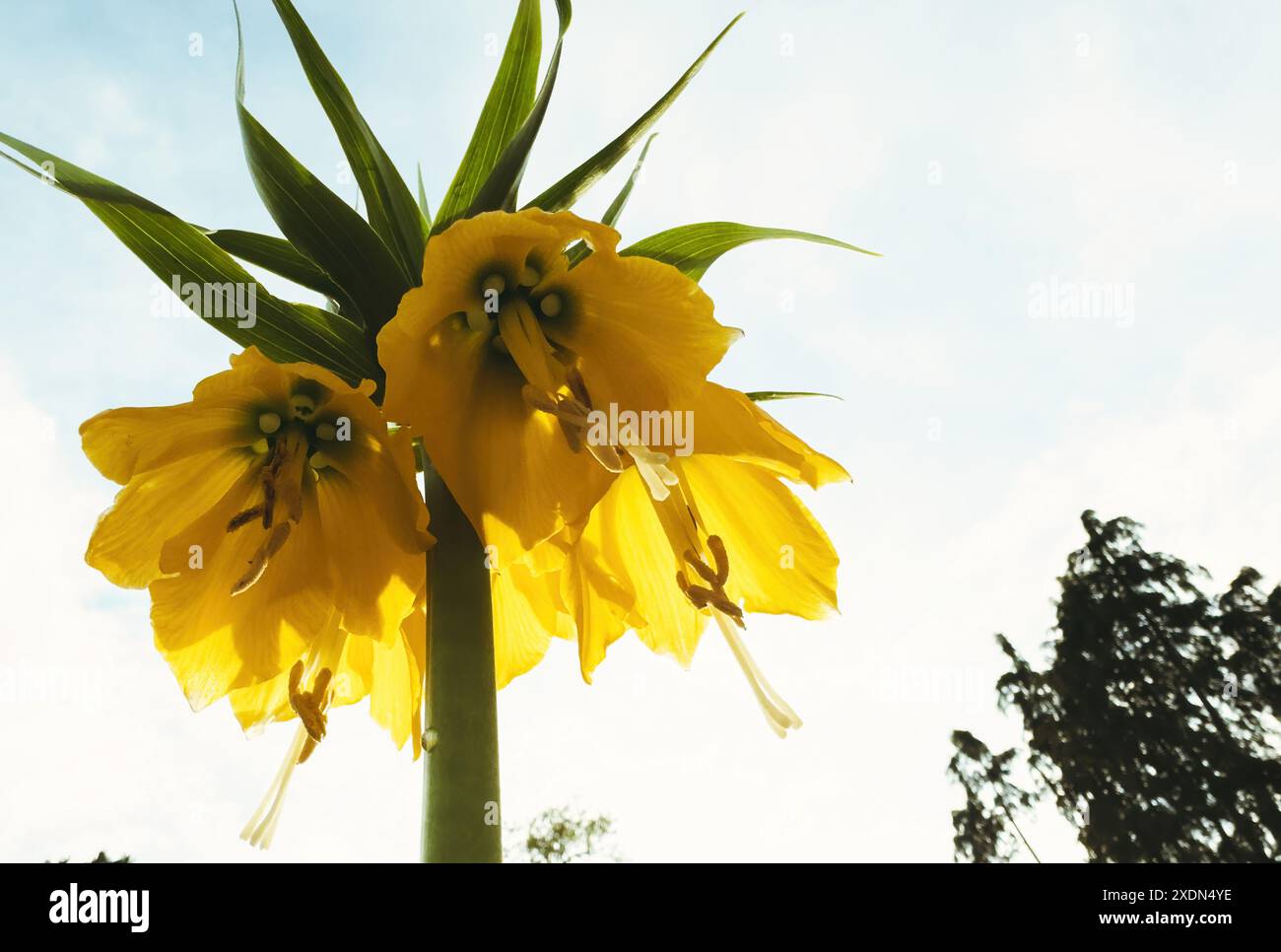Drooping bell shape flowers hi-res stock photography and images - Alamy