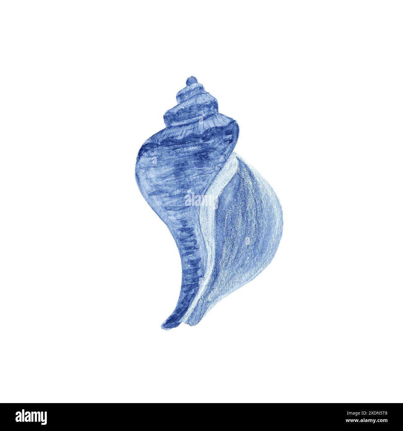Shell in watercolor hand-drawn blue monochrome isolated on white. High ...