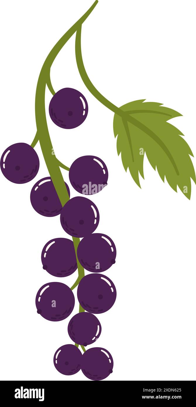 Fruit blackcurrant in cartoon hand drawn simple style. Editable ...