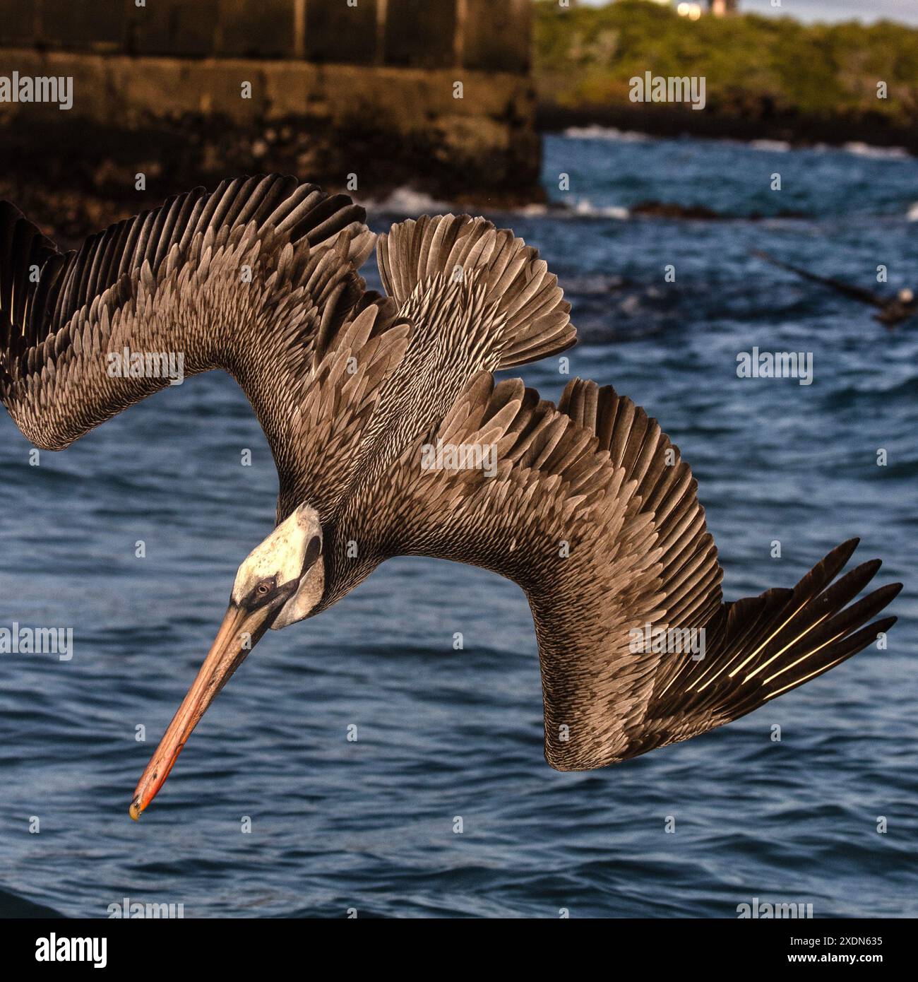 A Brown pelican, Pelecanus Occidentalis, diving on a shoal of fish in Galápagos Islands, Ecuador ...