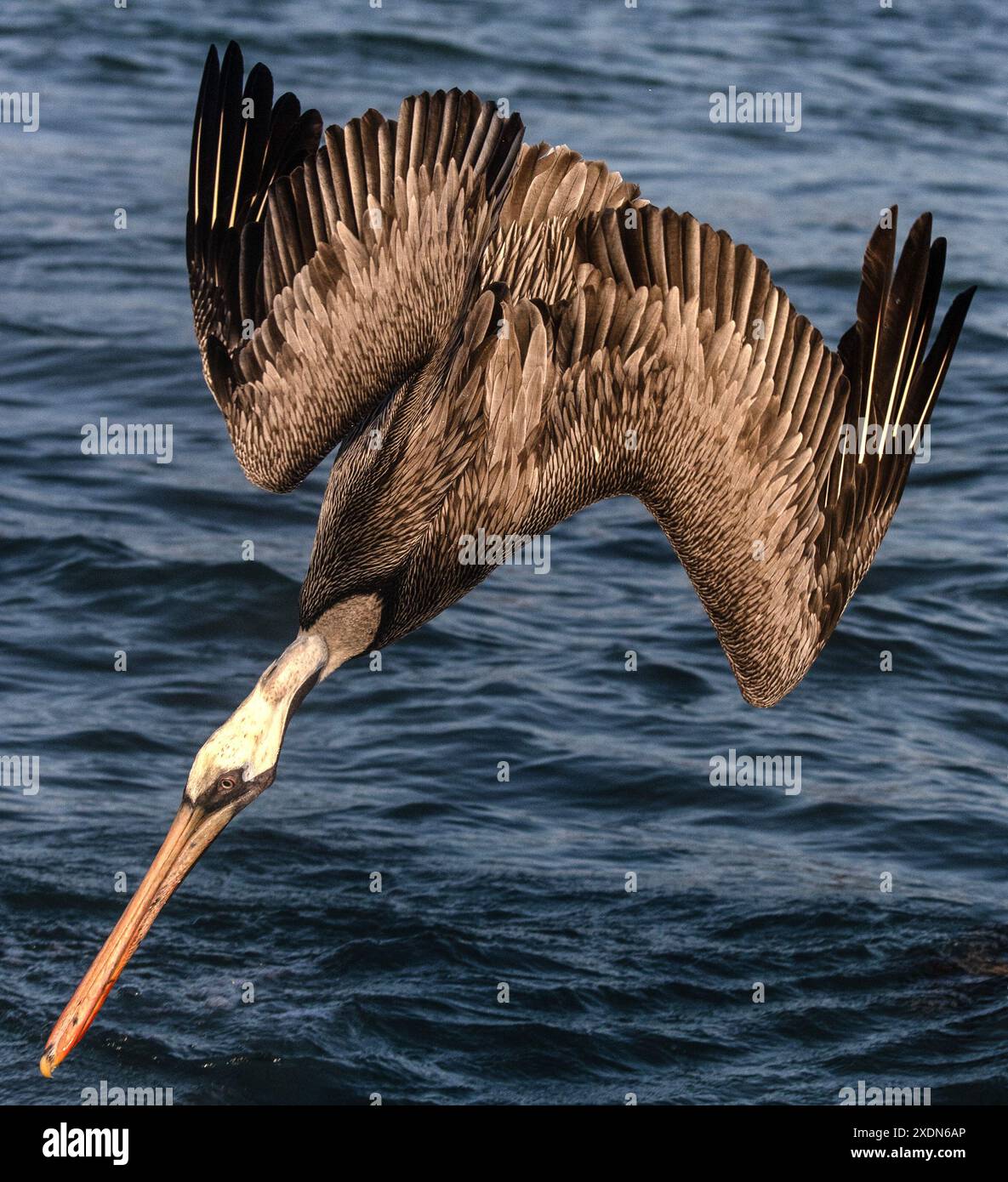 A Brown pelican, Pelecanus Occidentalis, diving on a shoal of fish in ...