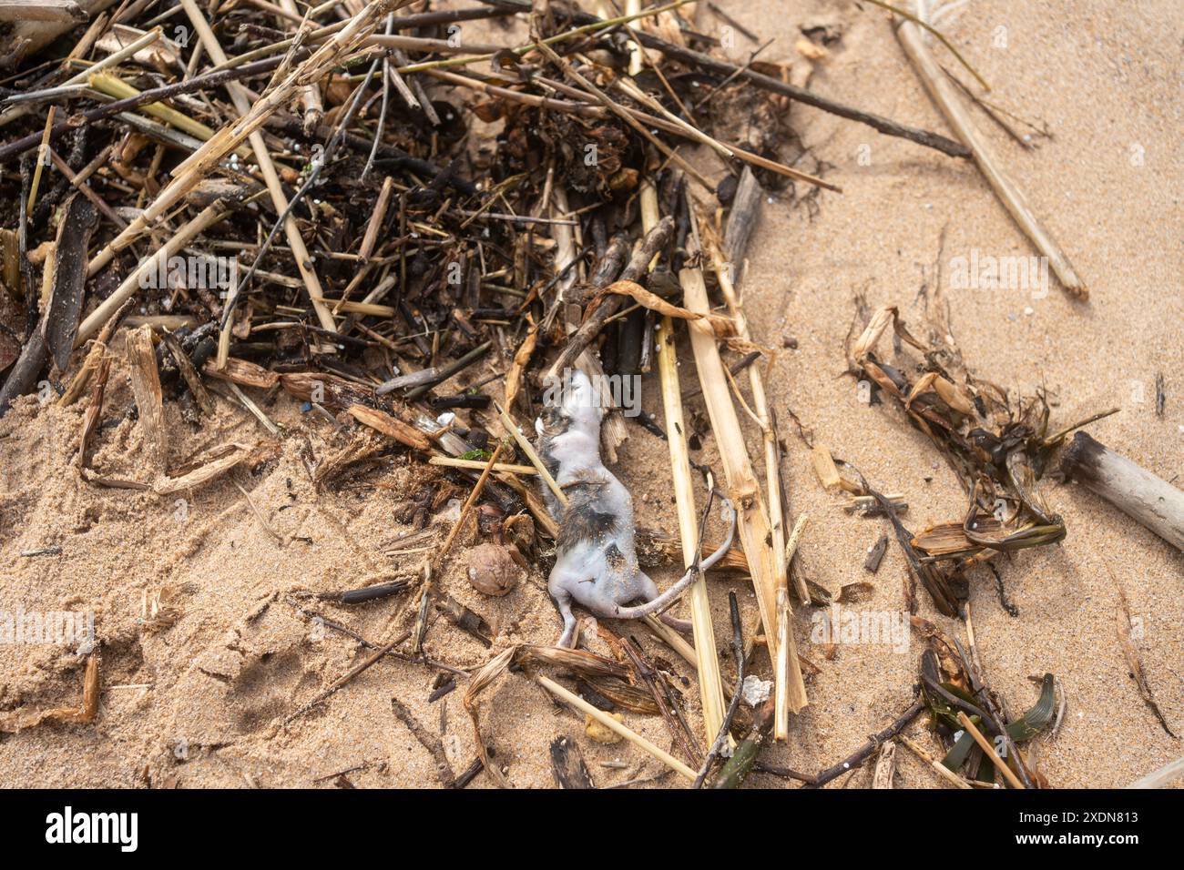 Deceased rat on sandy beach with flies, surrounded by beach litter ...