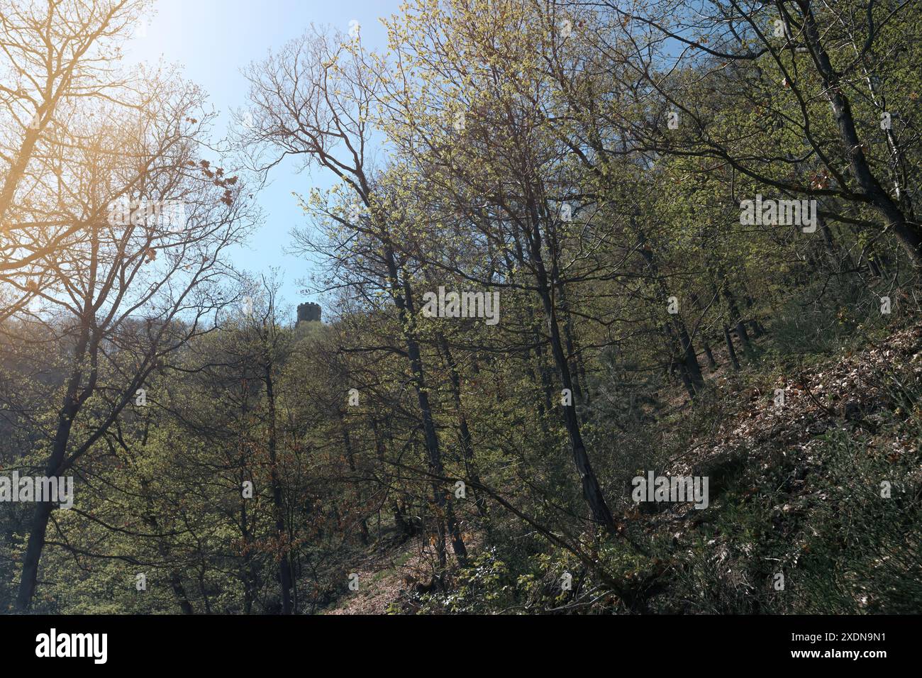 Large trees and a big forest with a castle seen through the canopies of ...