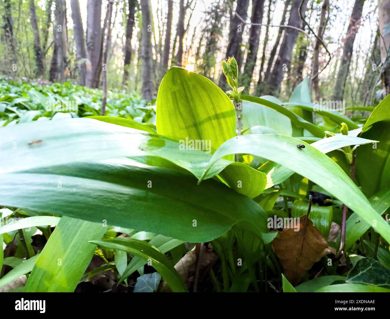 A low-angle view of multiple leaves of Allium ursinum, also known as ...