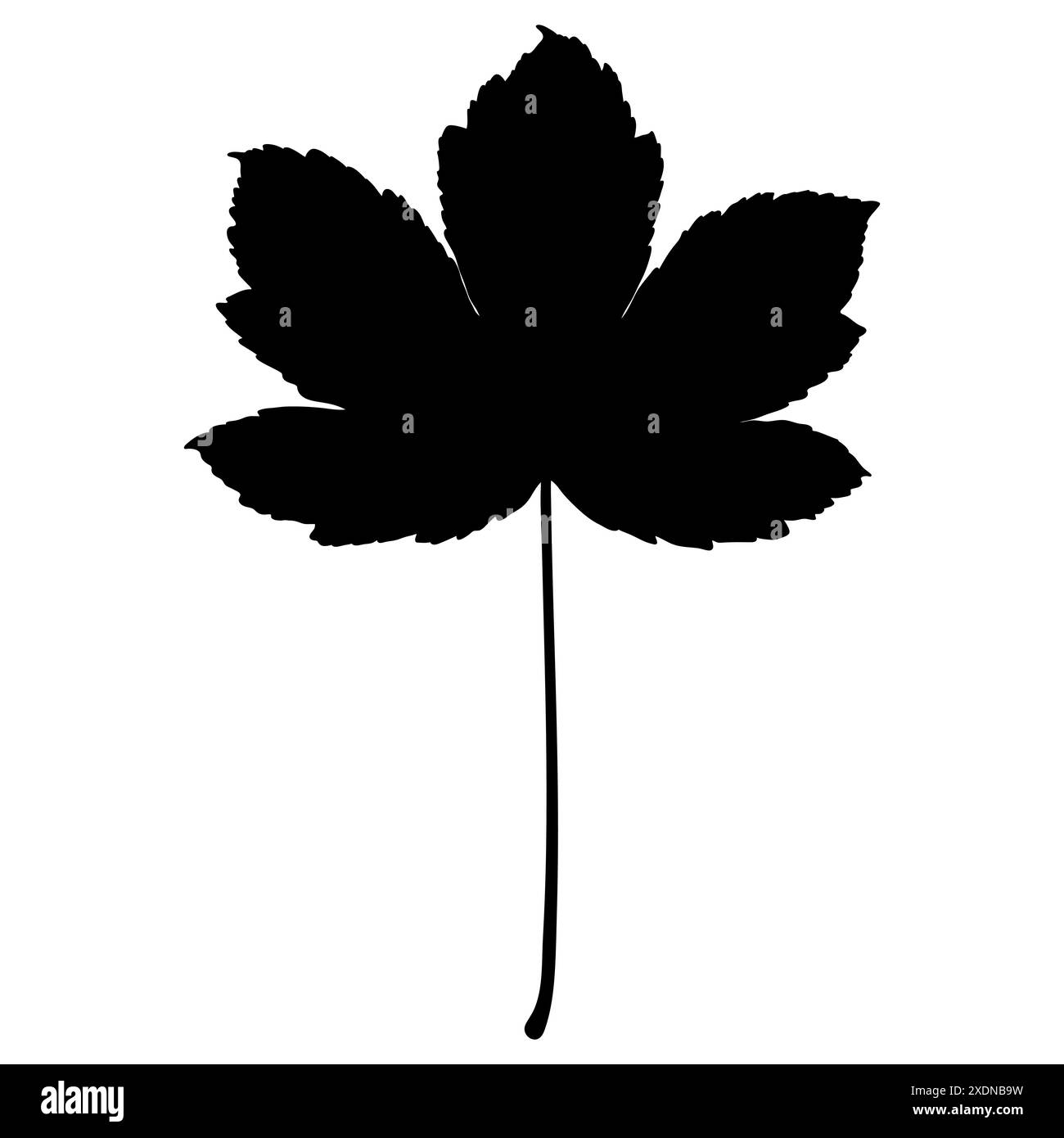 Sycamore leaf, vector botanical illustration. Sycamore maple, American ... Sycamore leaf, vector botanical illustration. Sycamore maple, American ...