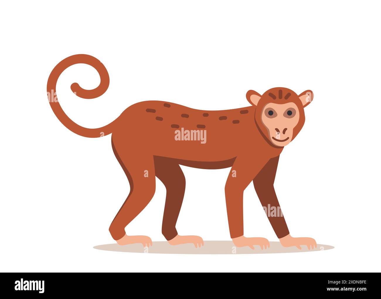 Walking spider monkey with black and gray fur, small head, long thin ...