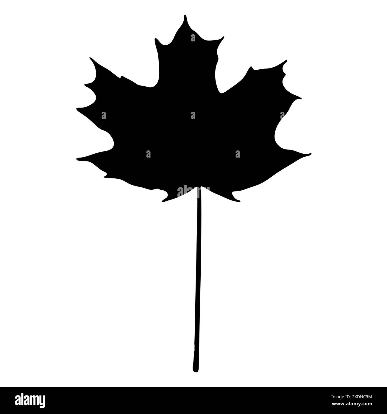 Sugar maple leaf silhouette, vector botanical illustration Stock Vector Image & Art - Alamy