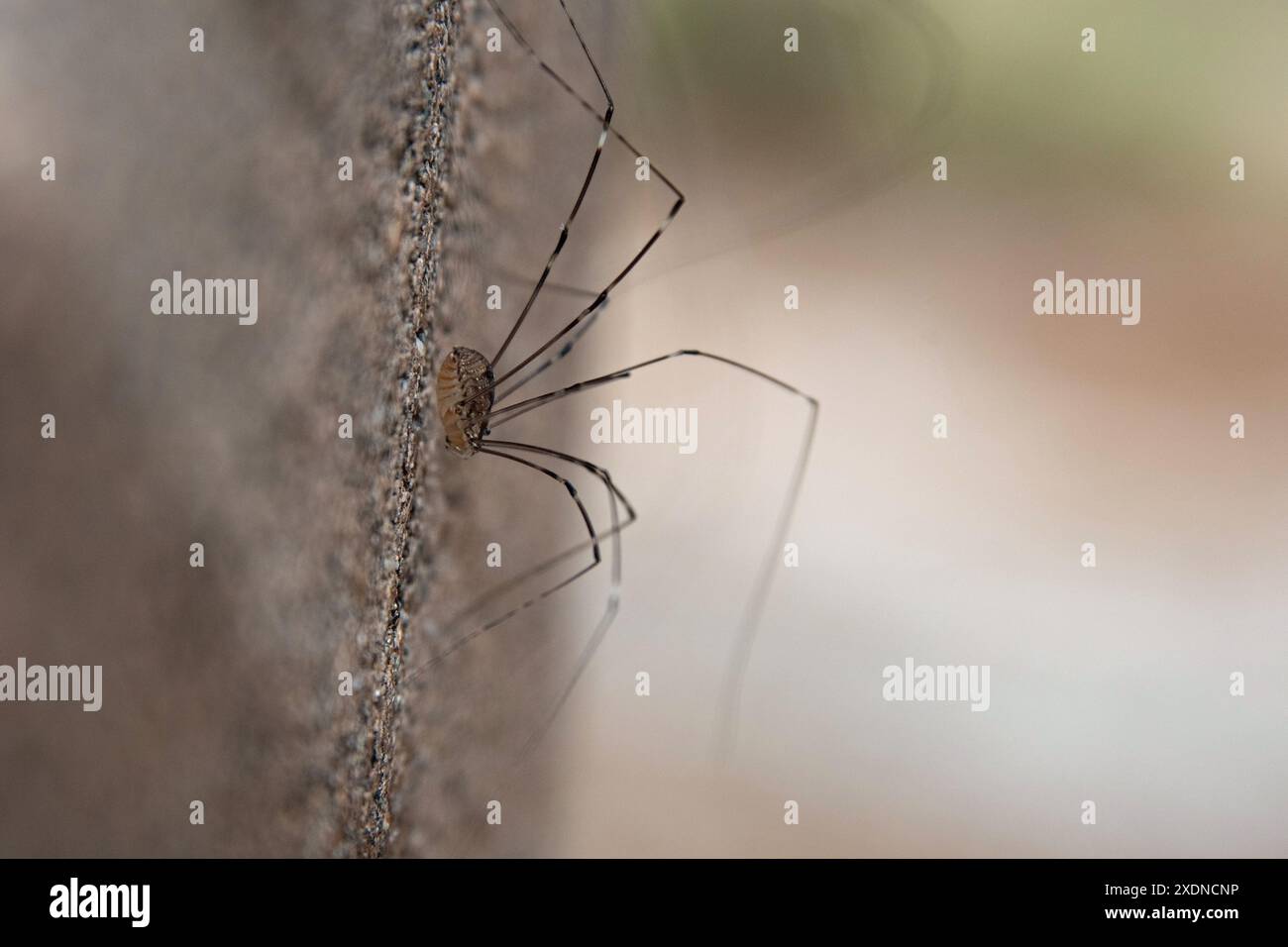 Harvestmen / Daddy Longlegs Stock Photo - Alamy