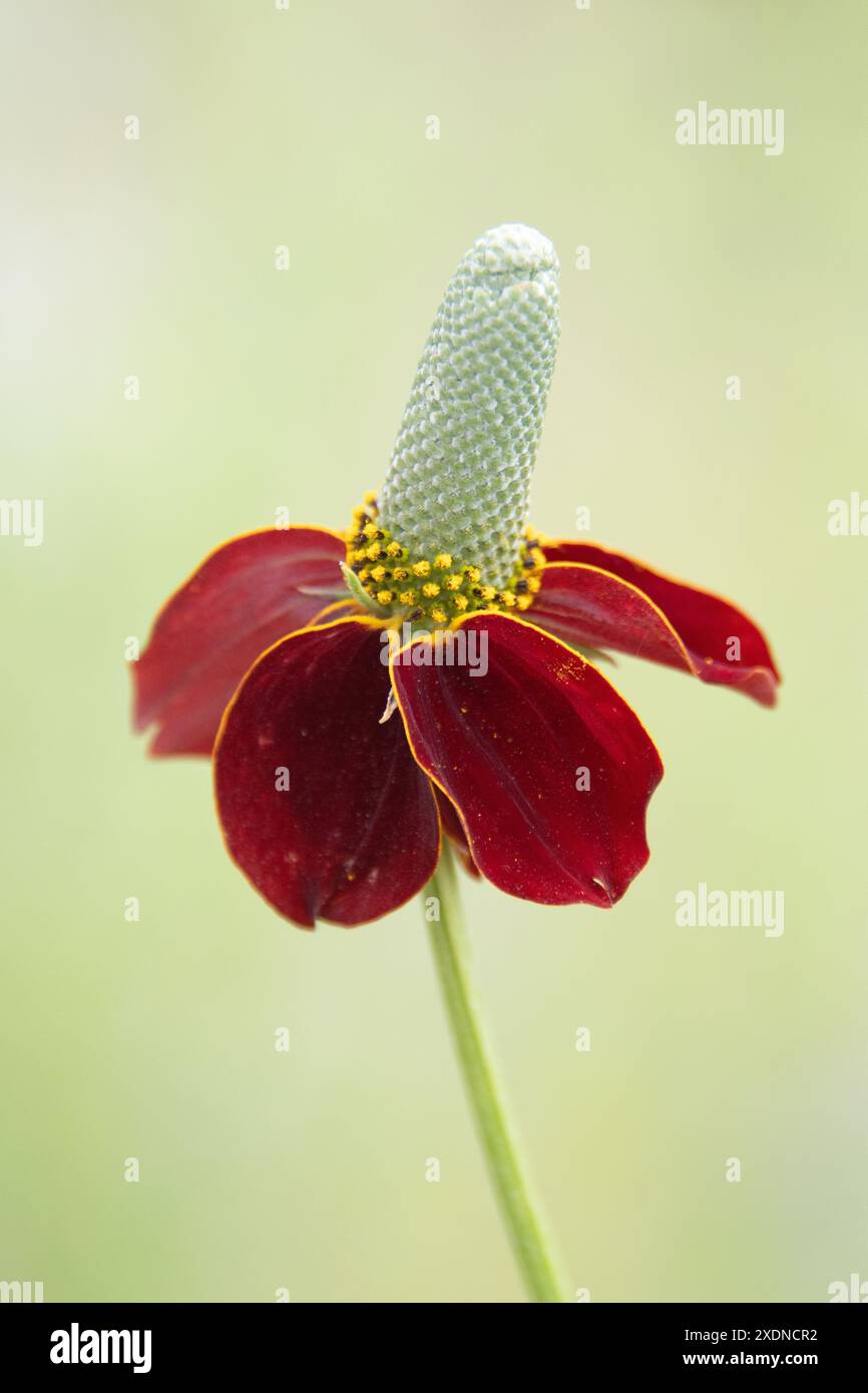 Upright Prairie Coneflower (Ratibida columnifera Stock Photo - Alamy
