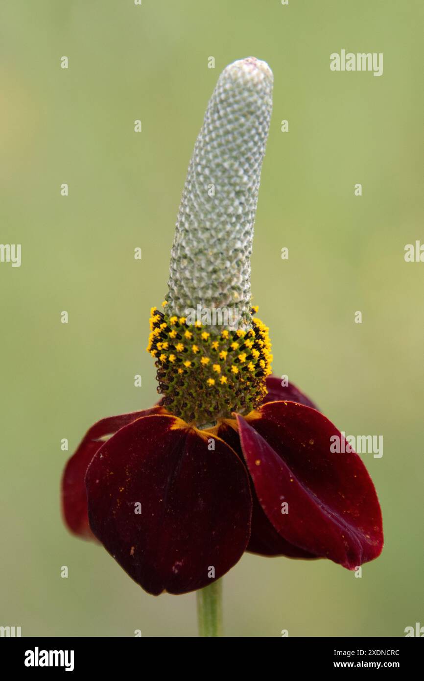 Upright Prairie Coneflower (Ratibida columnifera Stock Photo - Alamy