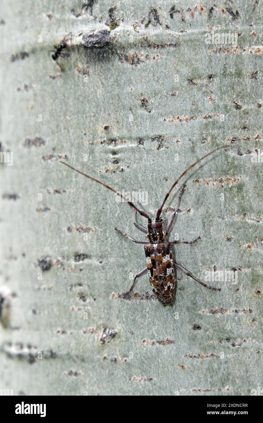 Spotted Pine Sawyer (Monochamus clamator) on aspen tree Stock Photo - Alamy