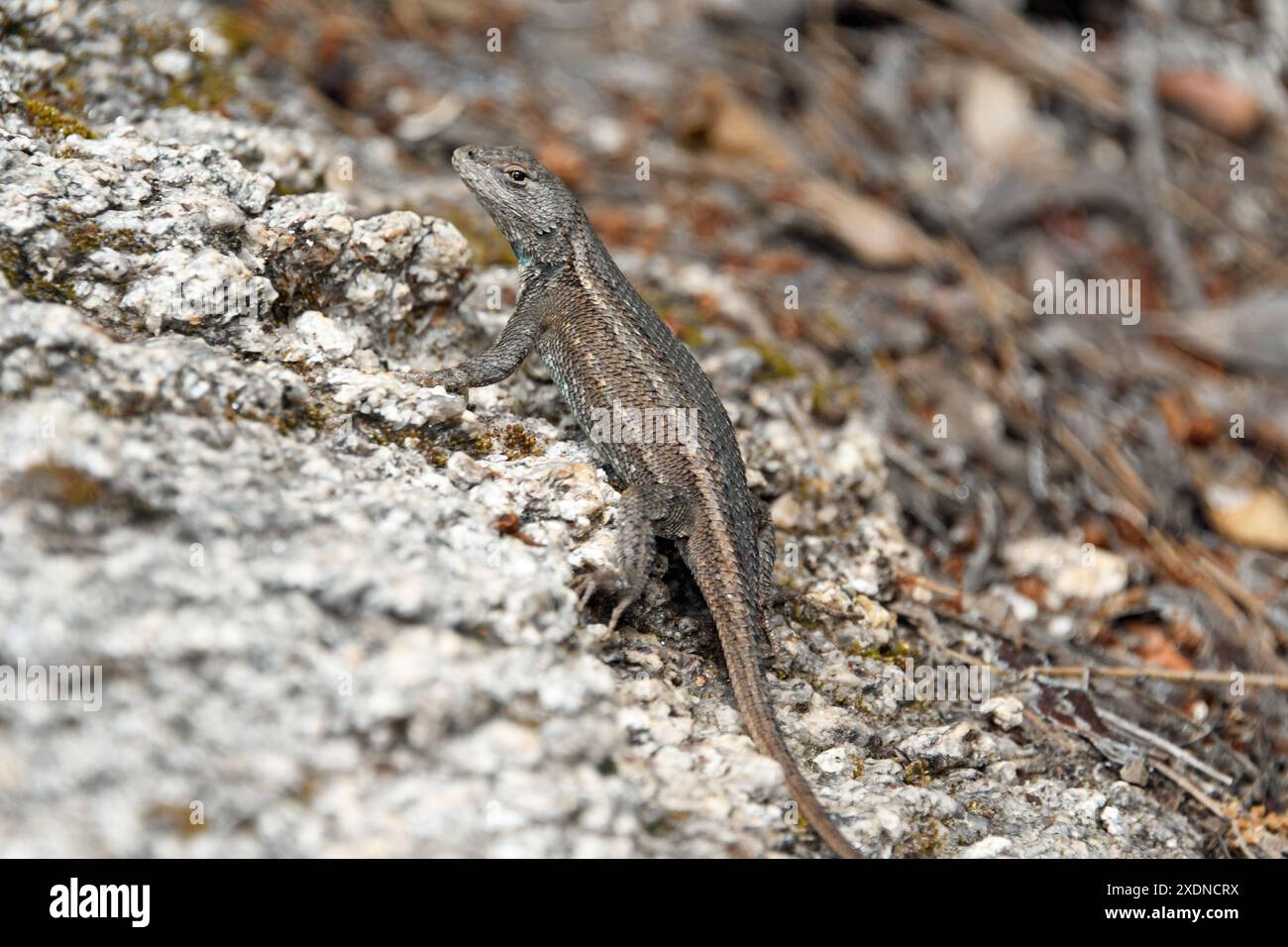 Plateau fence lizard sceloporus tristichus hi-res stock photography and ...
