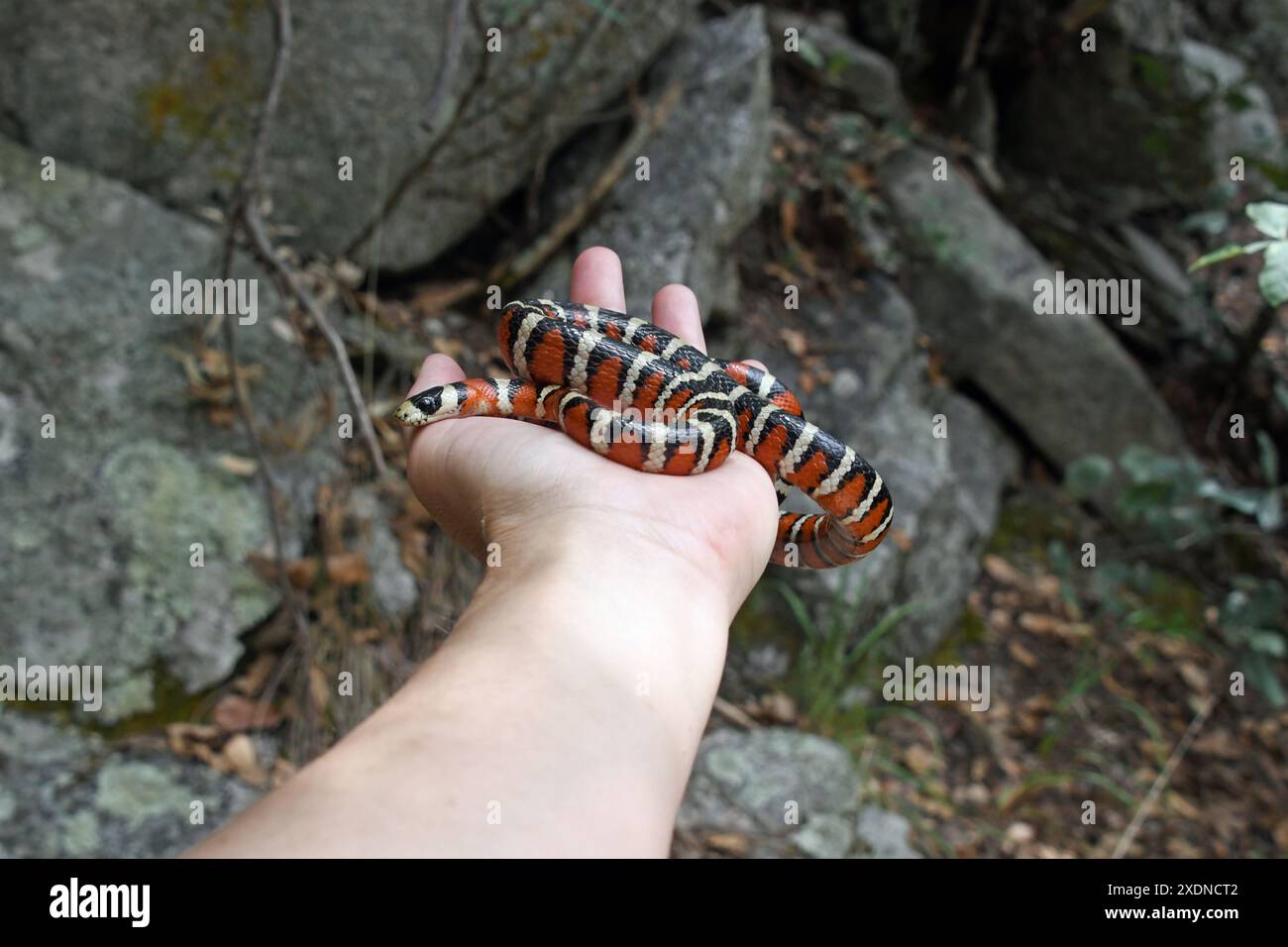 Sonoran Mountain Kingsnake (Lampropeltis pyromelana) in hand Stock ...