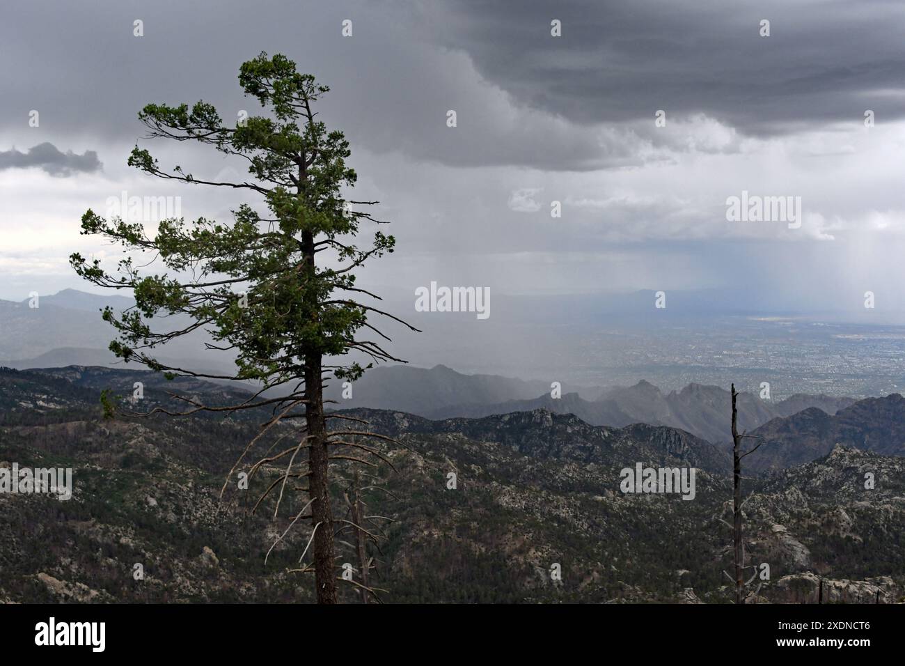 Trees in high elevations hi-res stock photography and images - Alamy