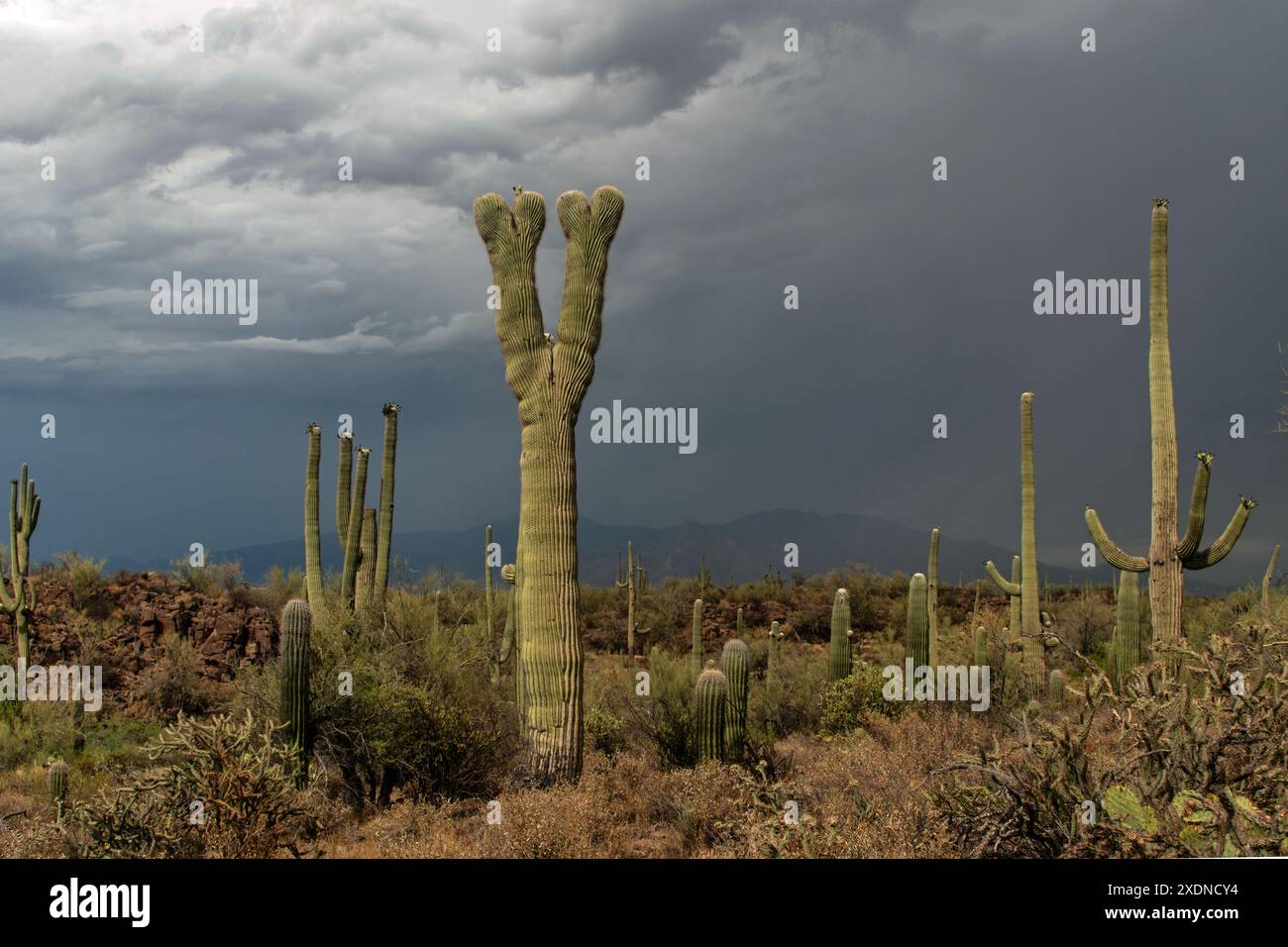 Sonoran desert monsoon storm Stock Photo - Alamy
