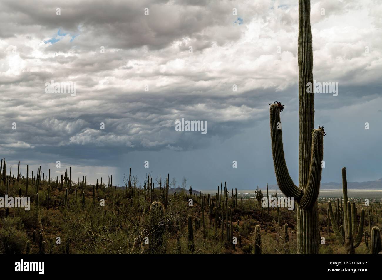 Monsoon storm over the sonoran desert Stock Photo - Alamy