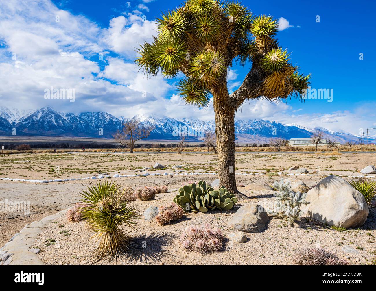 Joshua Tree in The Traffic Circle, Manzanar National Historic Site ...