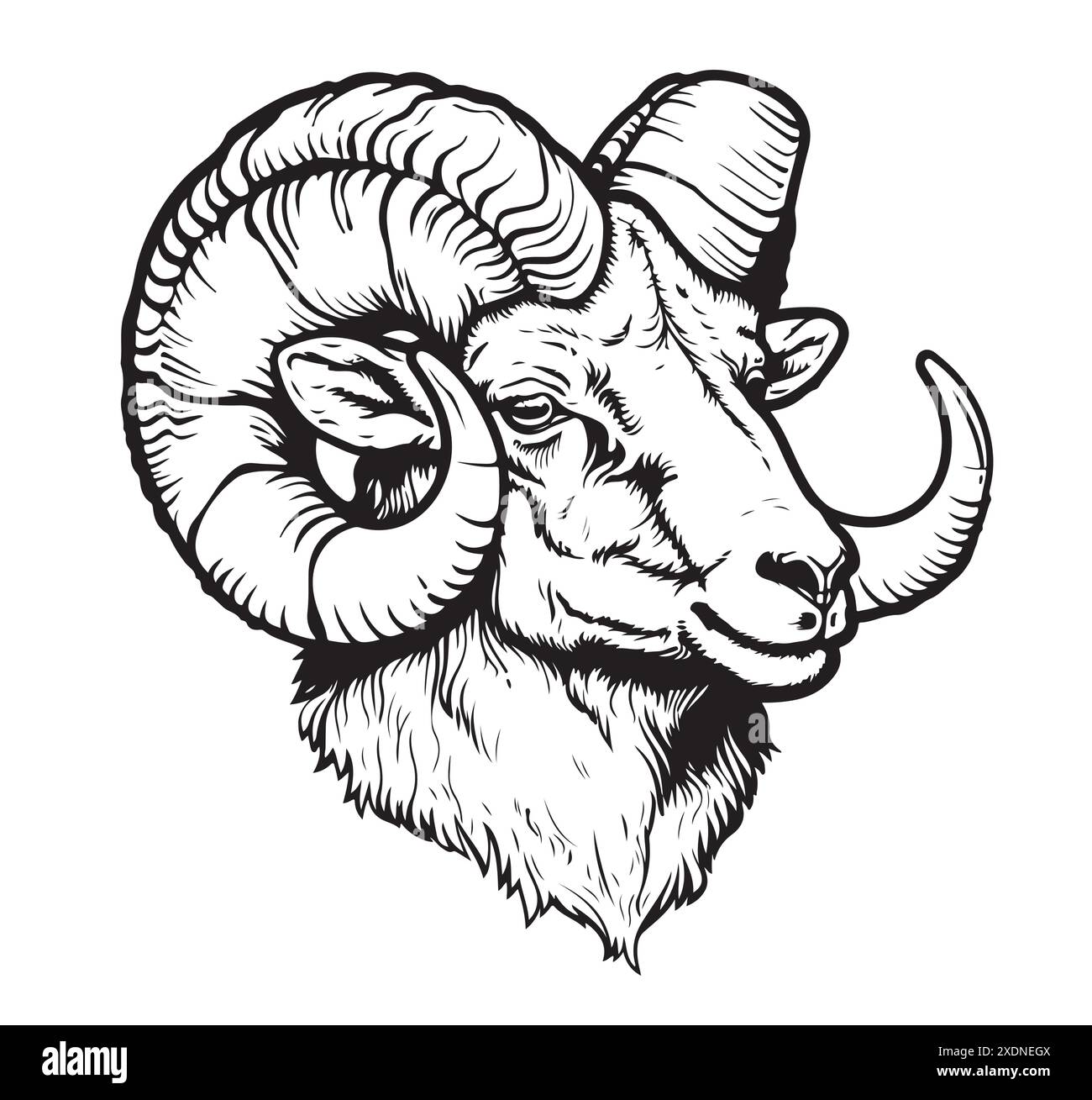 Portrait of a ram head sketch hand drawn Vector illustration Stock ...