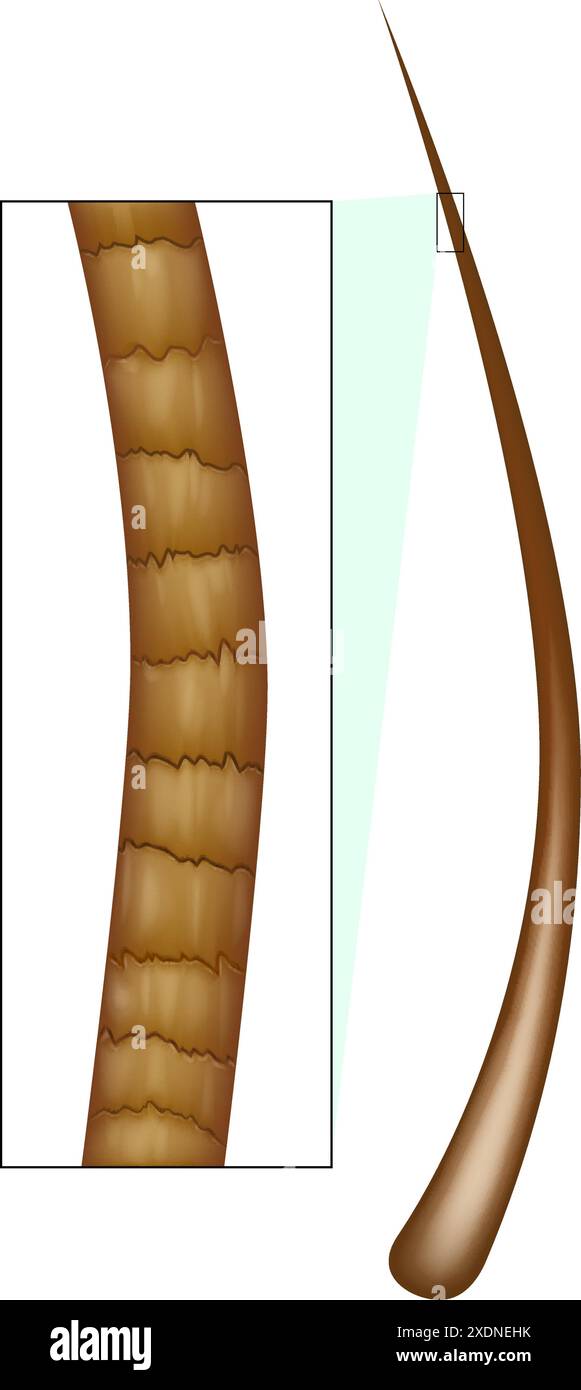 Structure Human Hair Under Microscope. Anatomy of Normal Hair Stock ...
