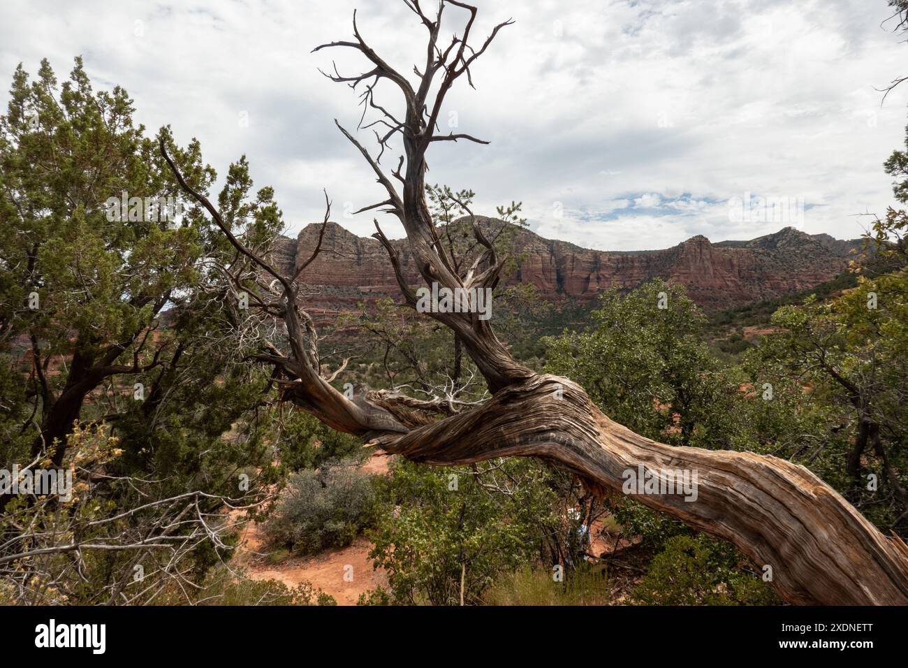 June 22, 2024, Sedona, Arizona, USA: The view from Bell Rock Vista in ...