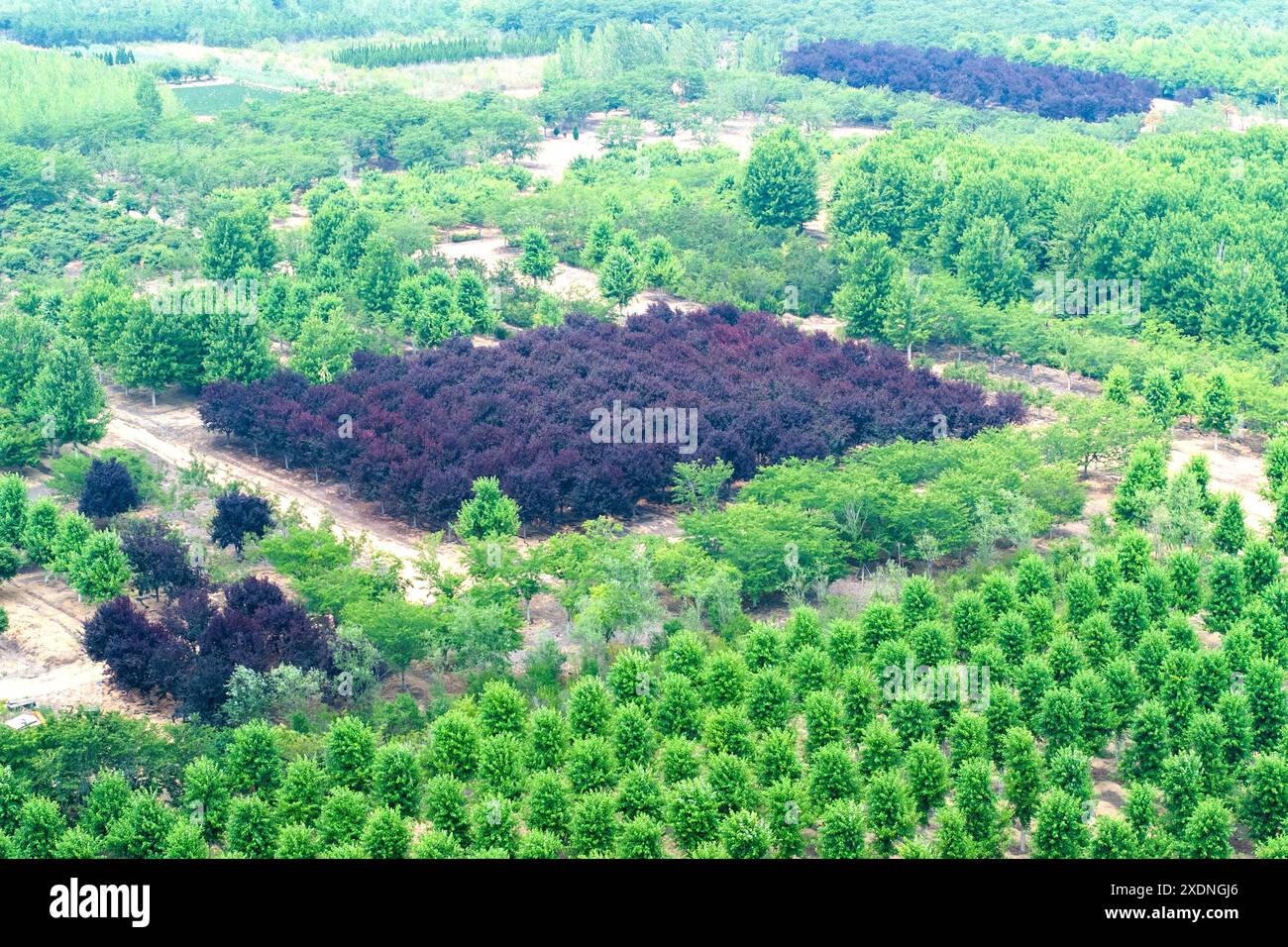 QINGDAO, CHINA - JUNE 23, 2024 - Maple forests are lush in the West ...