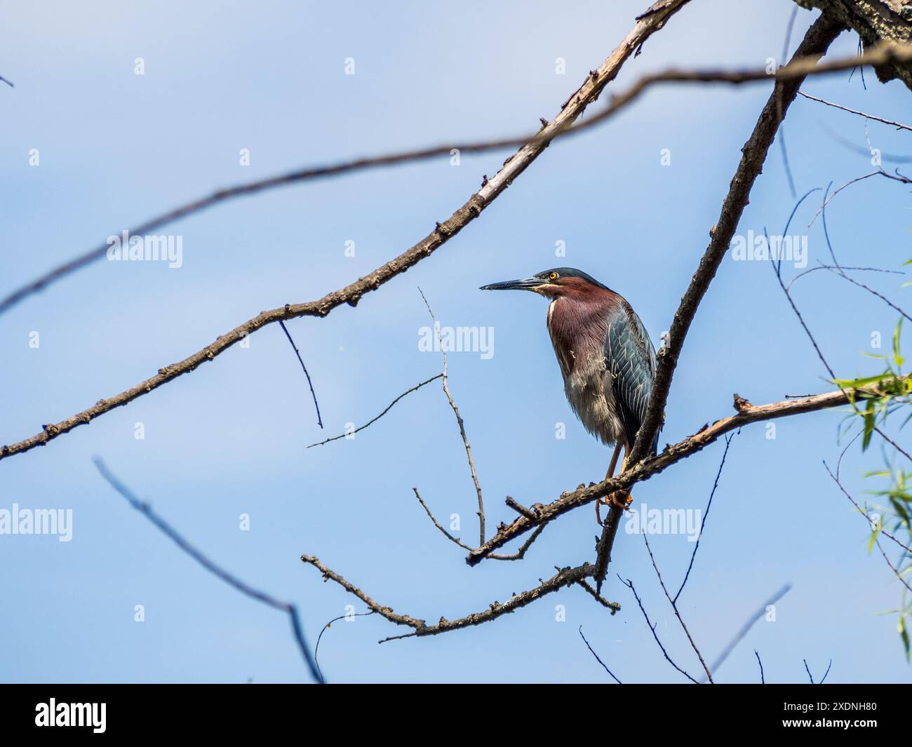 A green heron perches high in a tree, silhouetted against the blue sky ...
