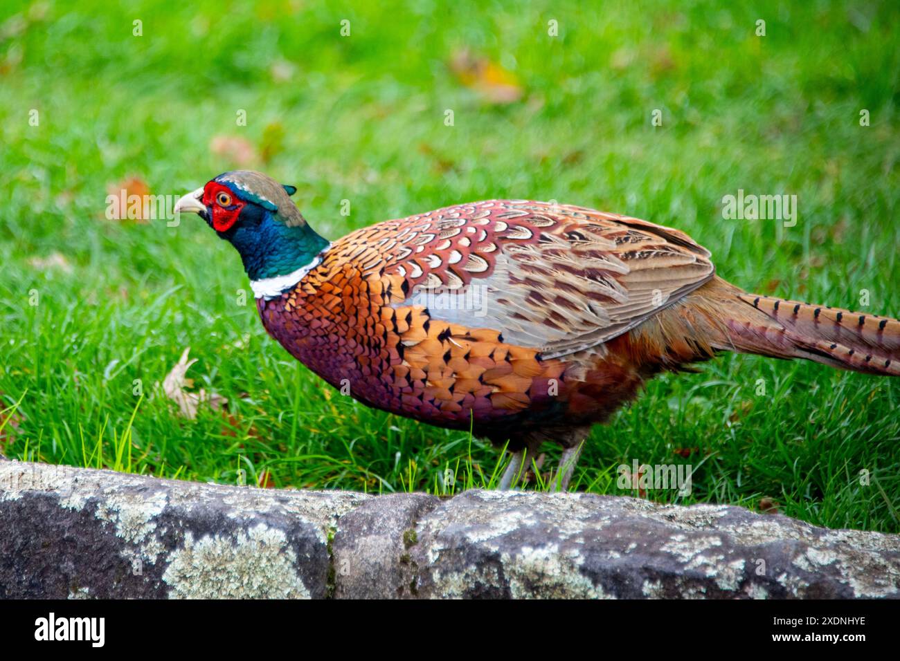 Bird new zealand hi-res stock photography and images - Alamy