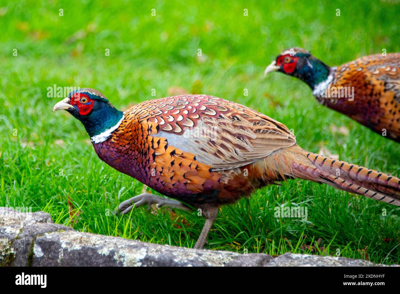 Feasant hi-res stock photography and images - Alamy