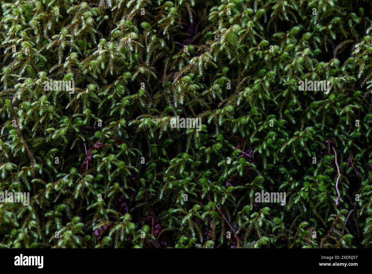 Natural life cycle macro hi-res stock photography and images - Alamy