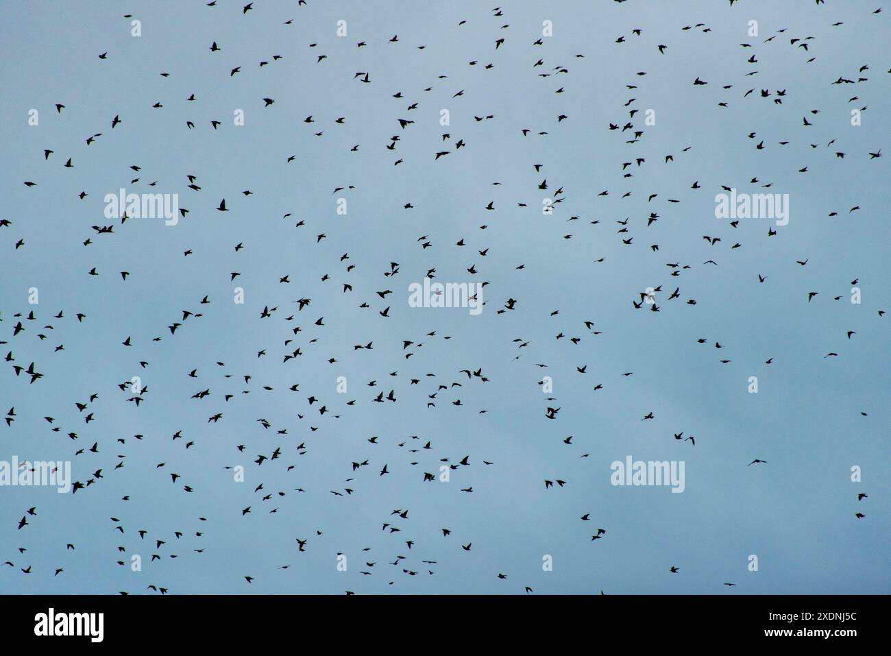 Bird murmuration hi-res stock photography and images - Alamy