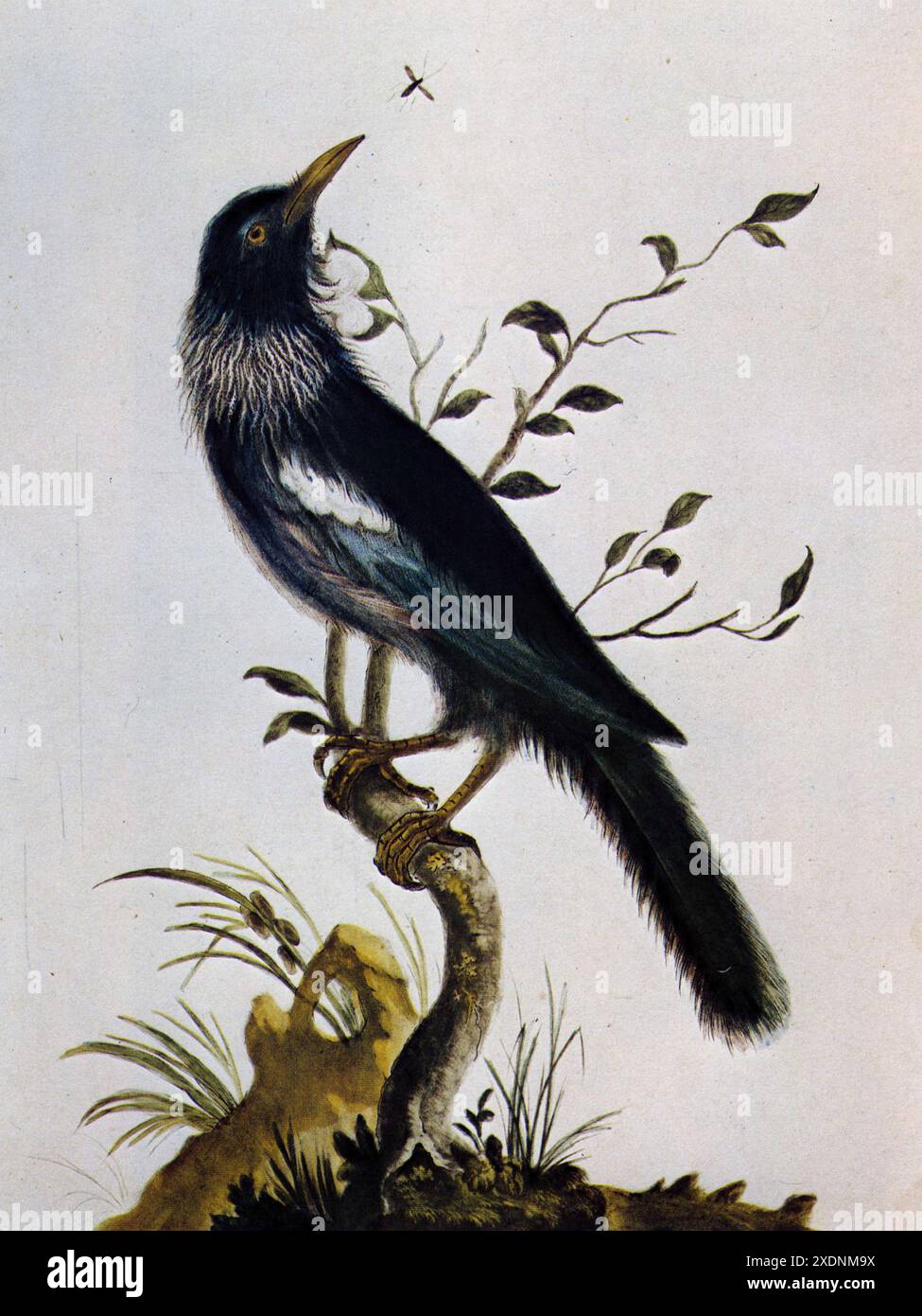 Watercolour of a tui, Prosthemadera novaeseelandiae, incorrectly named ...