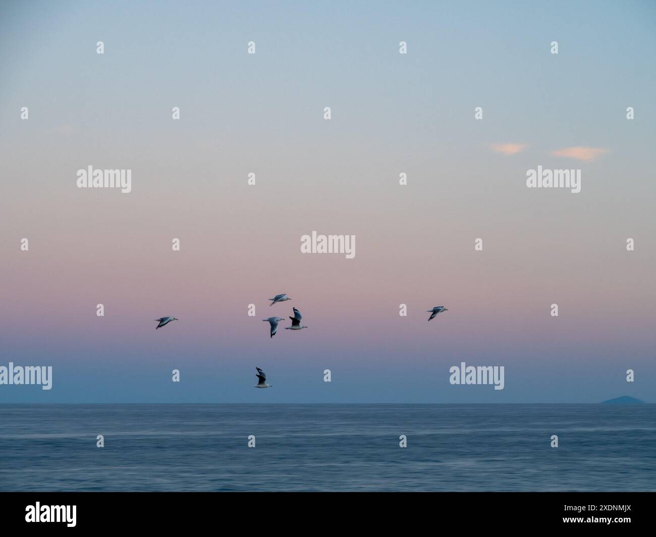 Flock of seagull birds flying in front Gorgeous pink pale orange and ...