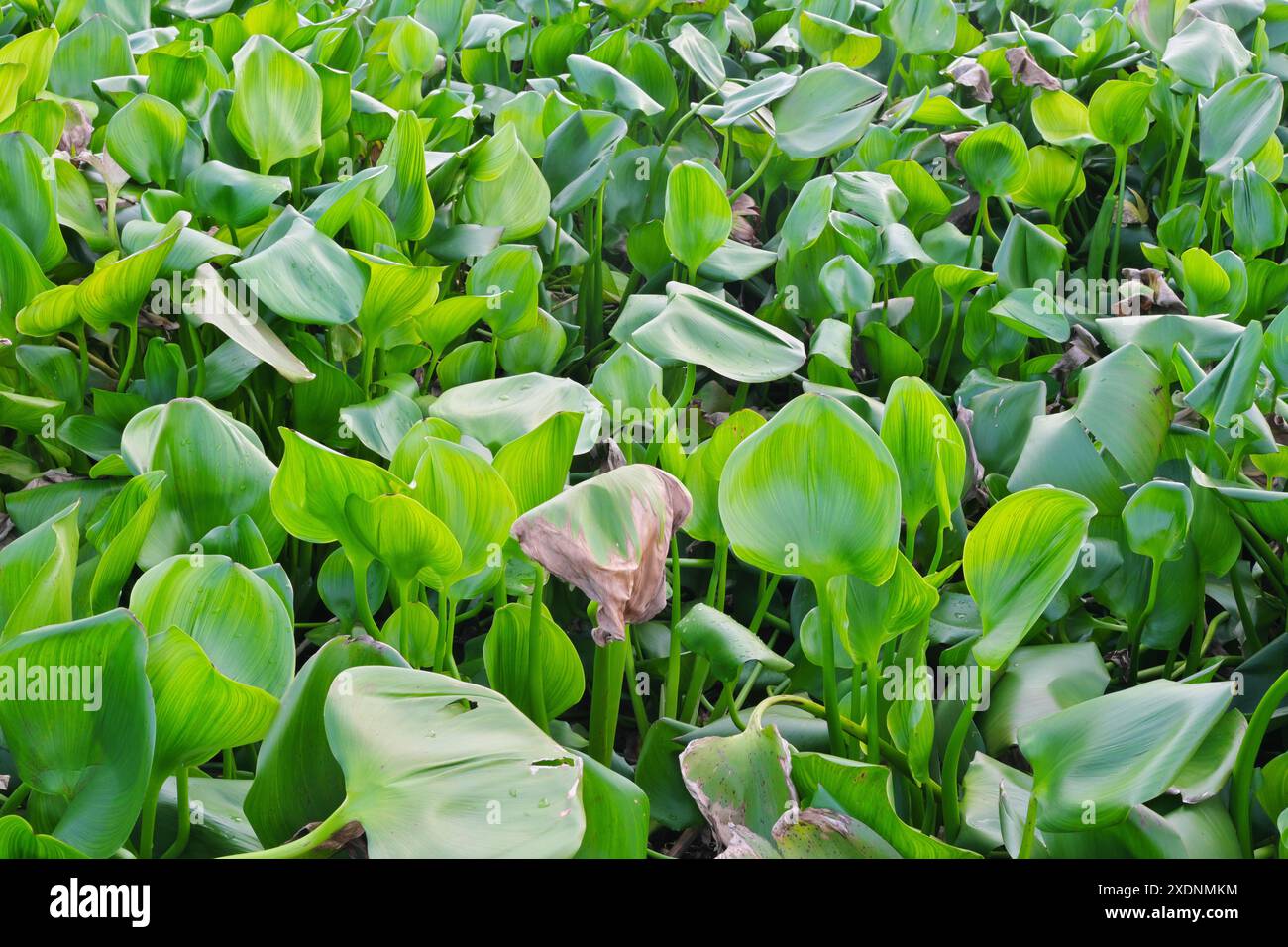 Water hyacinth covering a portion of Laguna lake in the Philippines ...