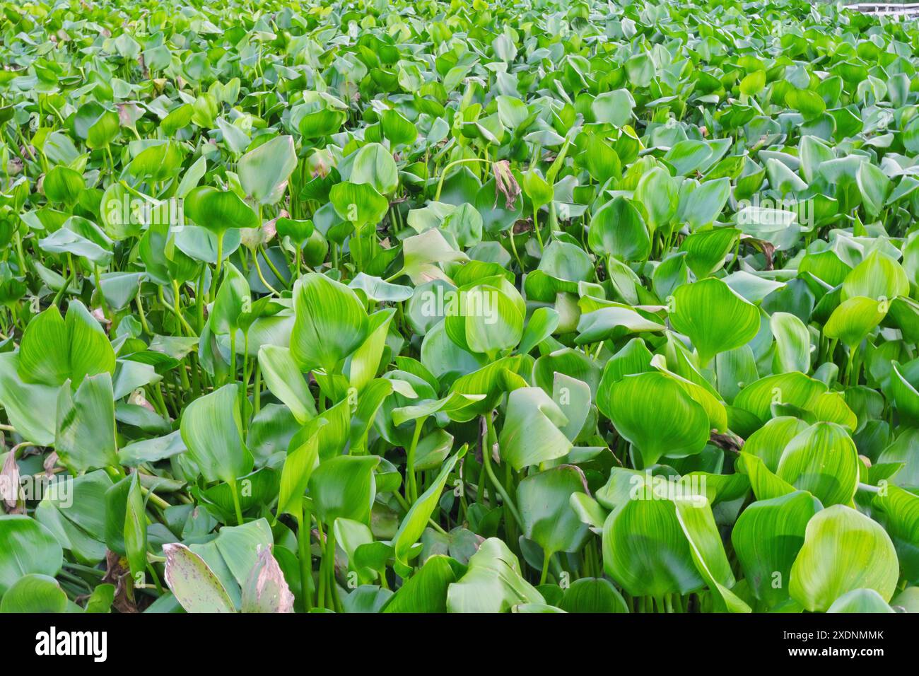 Water hyacinth covering a portion of Laguna lake in the Philippines ...