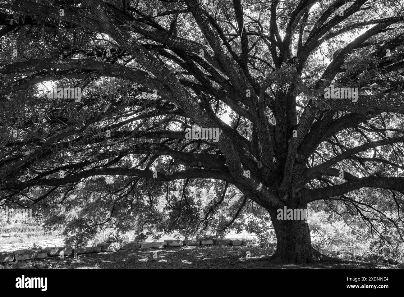 Expansive canopy of Oak tree branches dominates the scene in black and ...