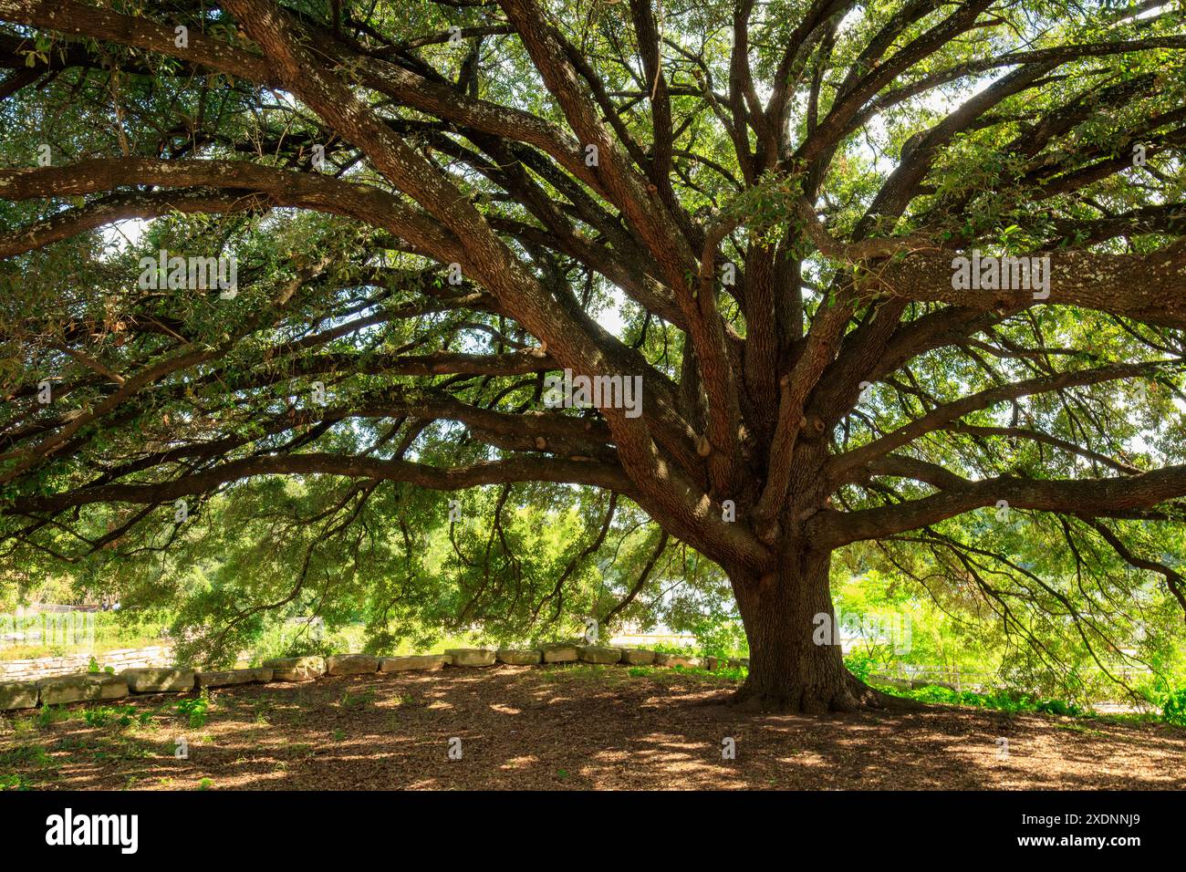 Discover the serene beauty of a majestic 100-year-old oak tree at Lady ...
