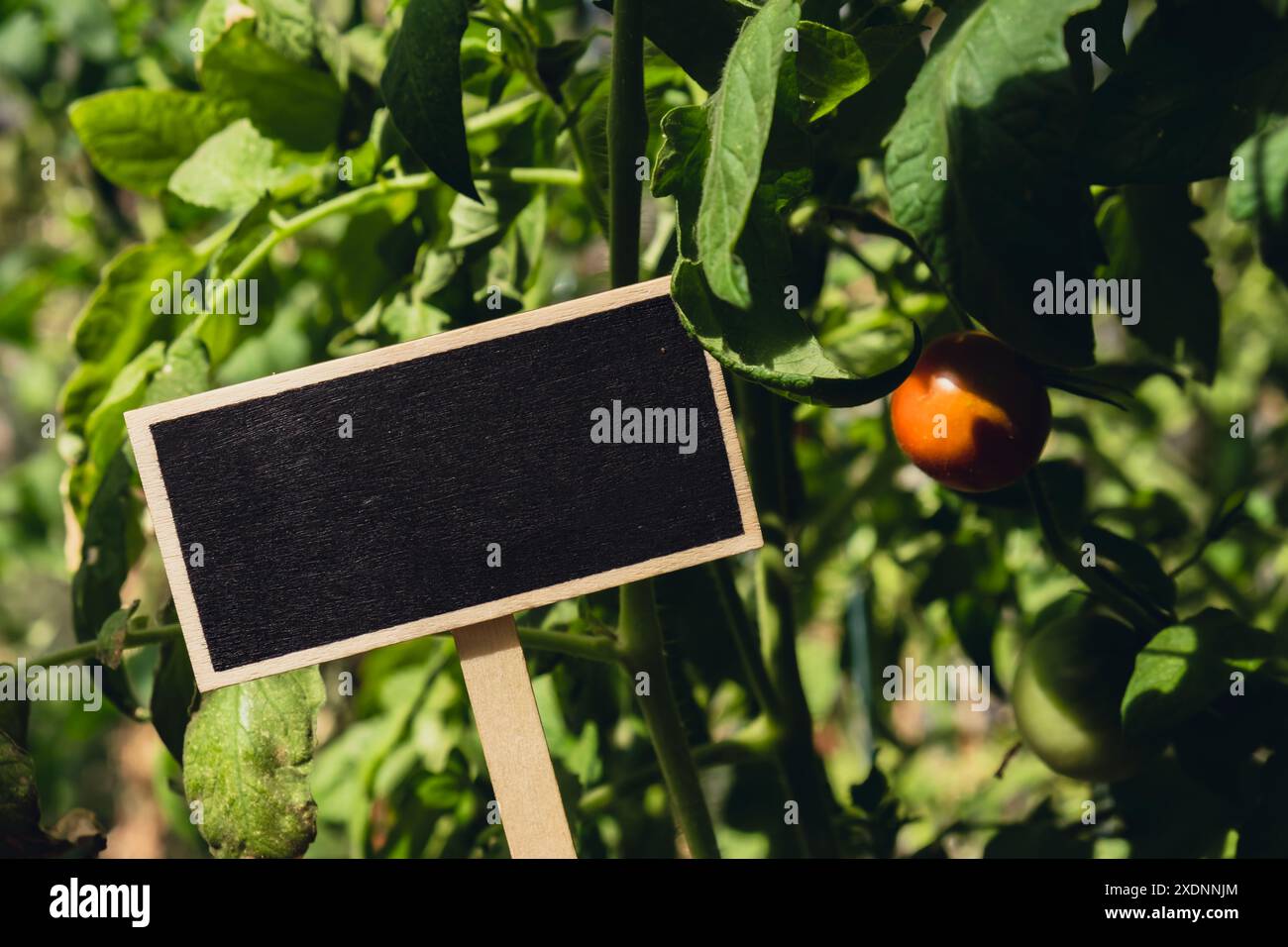 Blank Black billboard against green field garden fresh cherry tomato ...