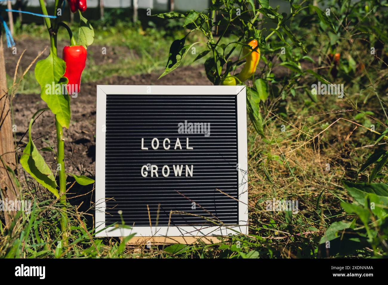 LOCAL GROWN message on background of fresh eco-friendly bio grown bell ...