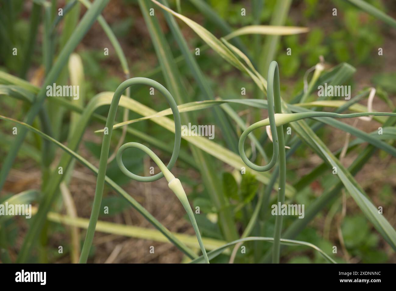Close-up of garlic scapes curling in a garden. The image captures ...